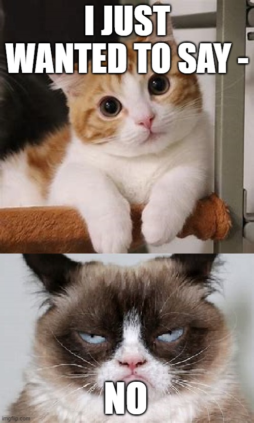Grumpy Cat Says No Imgflip Grumpy Cat Says No Imgflip