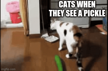 pickle cat - Imgflip