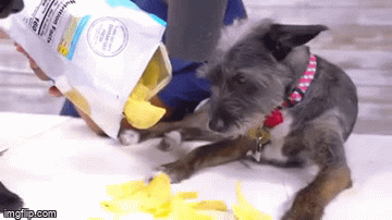 Dog potato chips - Imgflip