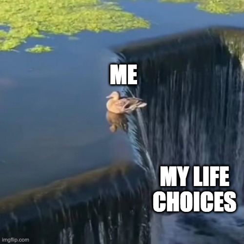 Duck's Life Choices - Imgflip