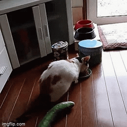 Cat go BRRRRRRRRRRRRRR - Imgflip