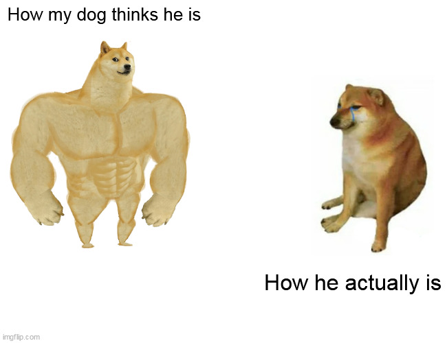 Buff Doge vs. Cheems Meme - Imgflip