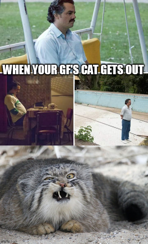 Image tagged in memes,sad pablo escobar,wild cat - Imgflip