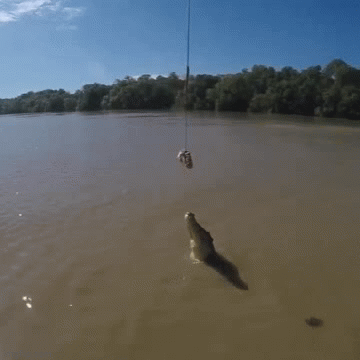 flying gator - Imgflip