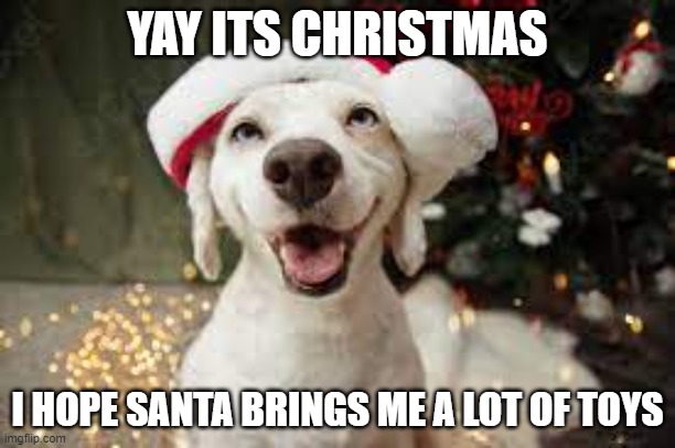 Christmas dog - Imgflip