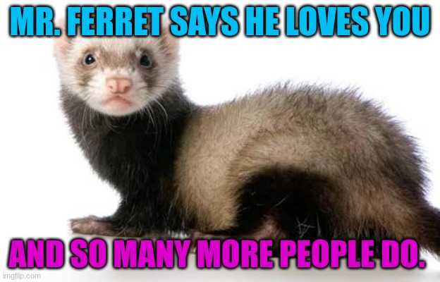 Ferret love - Imgflip
