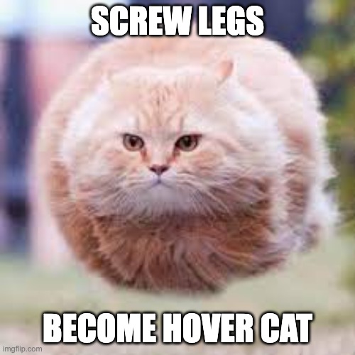 hover cat. - Imgflip