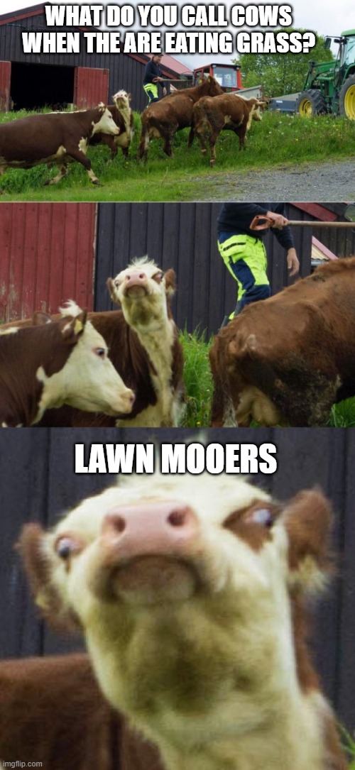 Bad pun cow - Imgflip
