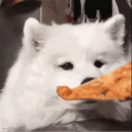 Very clever trick to a dog - Imgflip