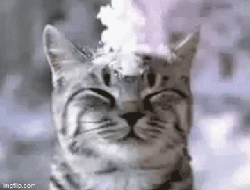 Snow falling on cat - Imgflip