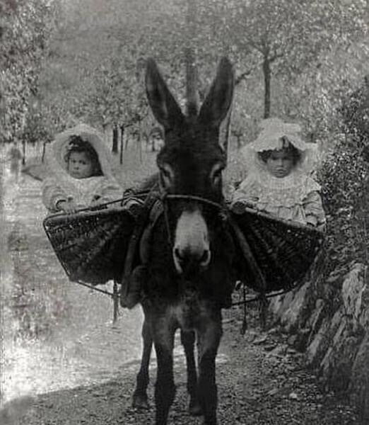 Mule stroller Memes - Imgflip