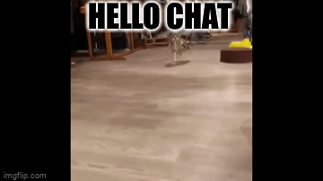 Owl running - Imgflip