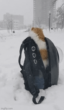 Cat backpack - Imgflip