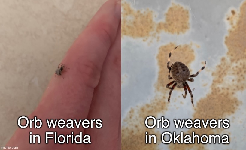 That orb weaver was at least 30 times bigger. - Imgflip
