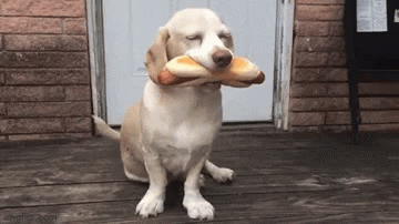 Dog gif - Imgflip