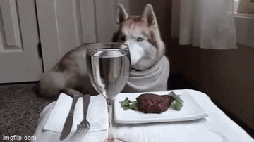 Dog having steak during a fancy dinner - Imgflip