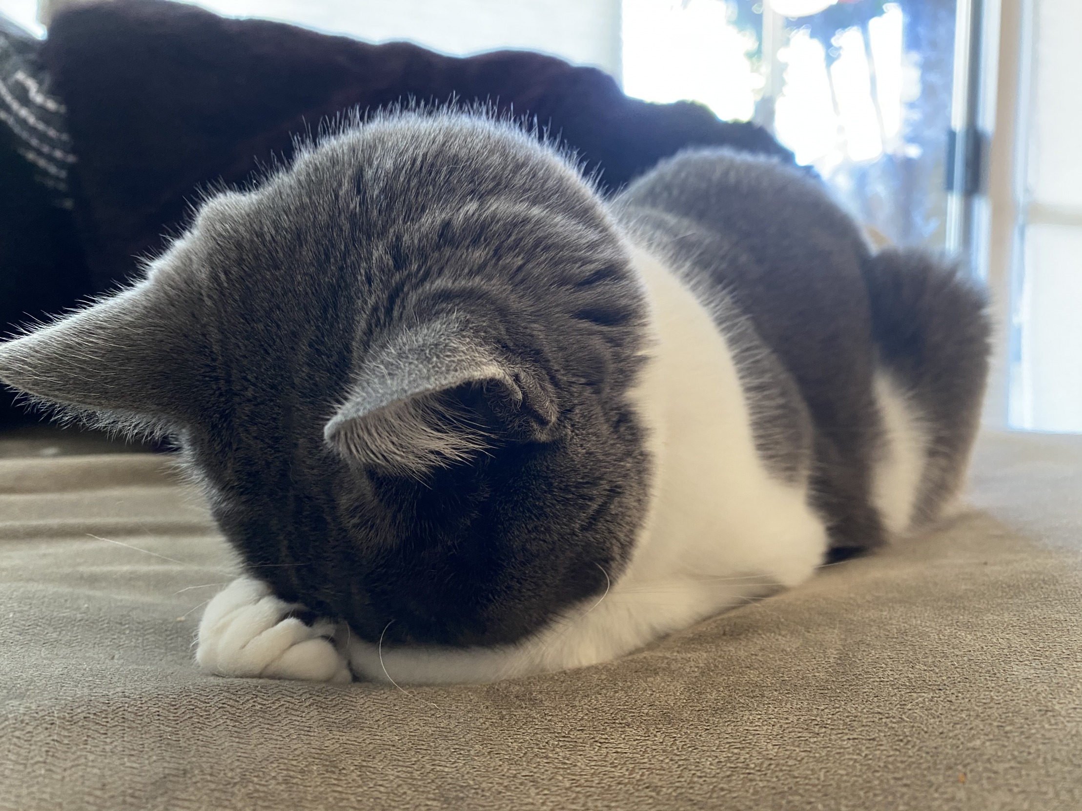 Embarrassed Cat Blank Template Imgflip