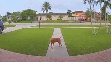 dog leads himself - Imgflip