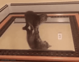 Cat being afraid of it's own reflection - Imgflip