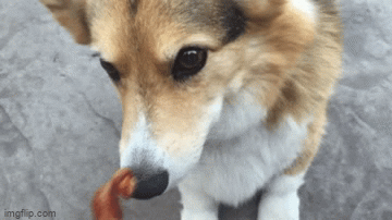 Dog bacon - Imgflip