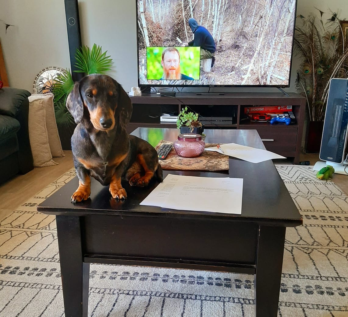 Dog Blank Template - Imgflip