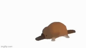 Platypus - Imgflip