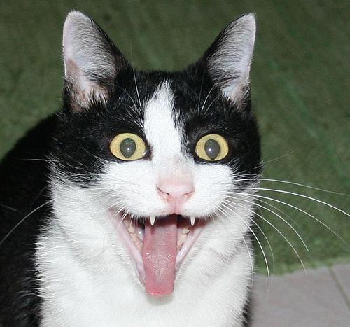Excited Cat Blank Template Imgflip