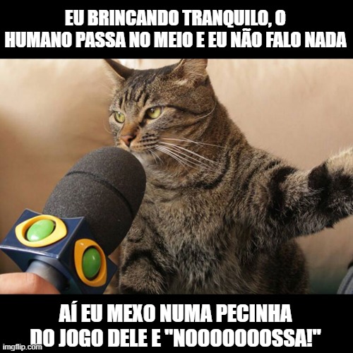 angry cat interviewed - Imgflip