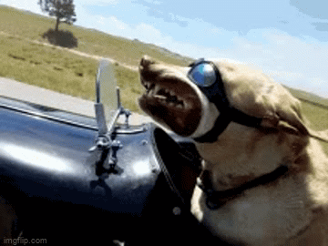 Dog car ride - Imgflip