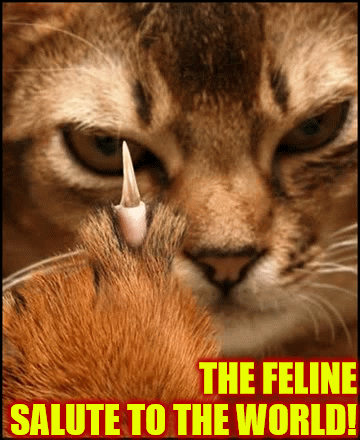 Feline Salute - Imgflip