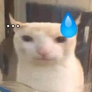 cat Blank Template - Imgflip