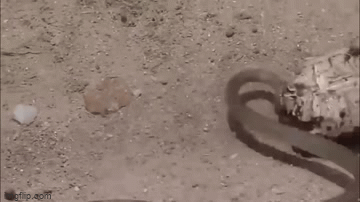 Snake Vs. Turtle - Imgflip