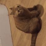 Rotating Cat - Imgflip