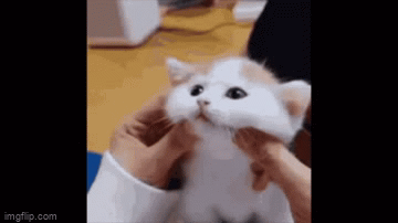 Look at this cute cat...Sike! - Imgflip