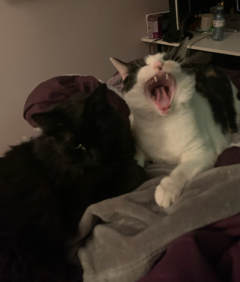 telly cat Blank Template - Imgflip