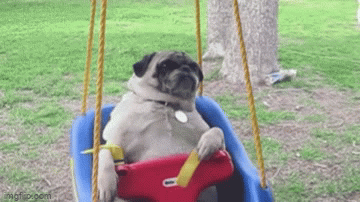 Dog chilling and swinging - Imgflip