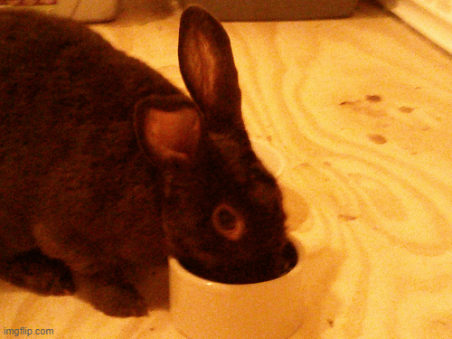 Rabbit eating - Imgflip