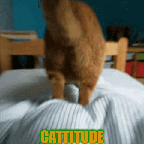Cattitude - Imgflip