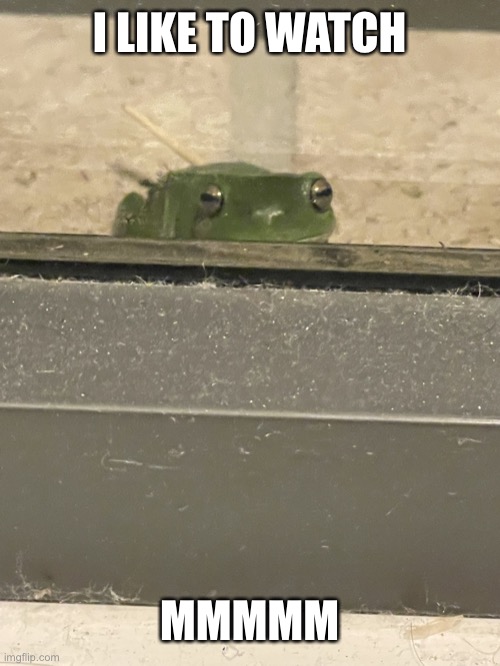 Voyeur Froggie - Imgflip