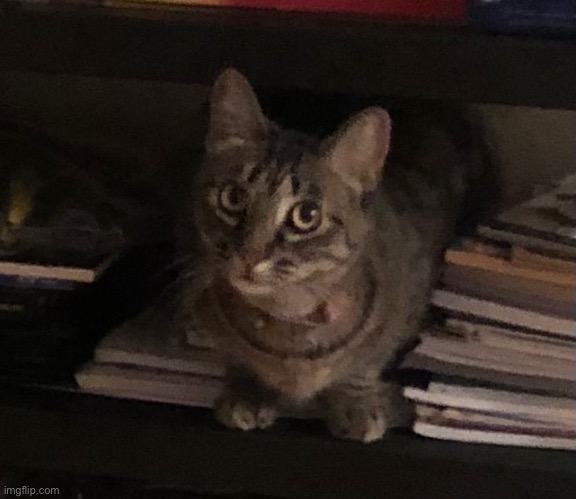 Send Me Photos Of Your Cats Now Imgflip