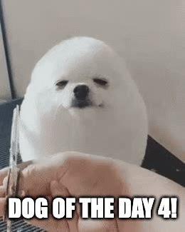 fresh cut doggo :D - Imgflip