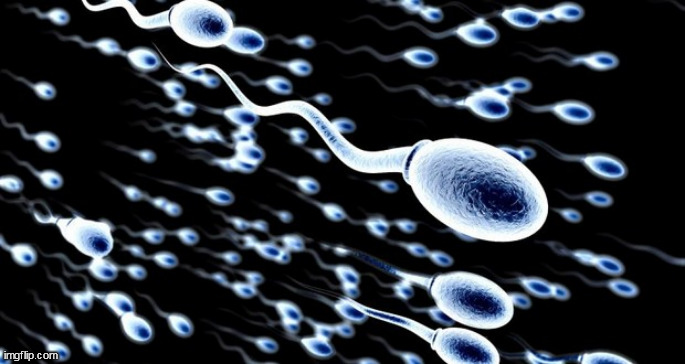 sperm - Imgflip
