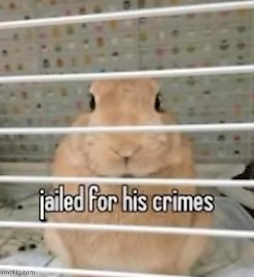 Rabbit jail - Imgflip