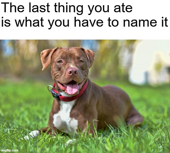 Doggy Imgflip