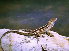 Lizard "Showing off His Money" - Imgflip