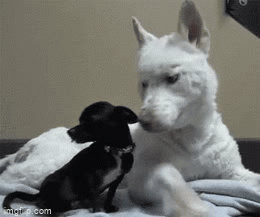 Friendship dogs - Imgflip