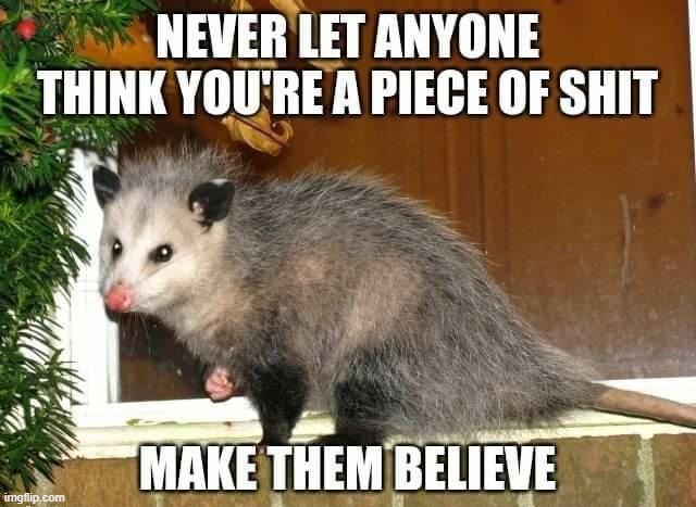 Image tagged in possum - Imgflip