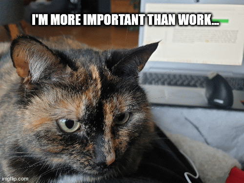 Computer cat - Imgflip