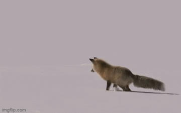 Snow Fox - Imgflip