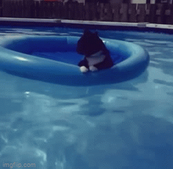 Cat boat pool - Imgflip